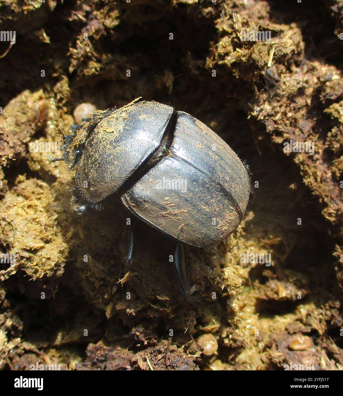 Diurnal Copper Dung Beetle (Kheper nigroaeneus Stock Photo - Alamy
