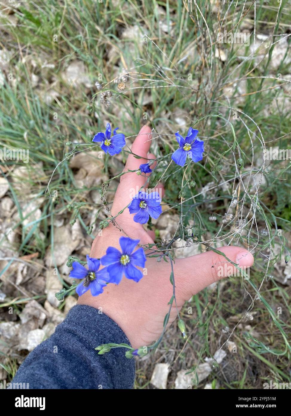Lewis flax (Linum lewisii Stock Photo - Alamy