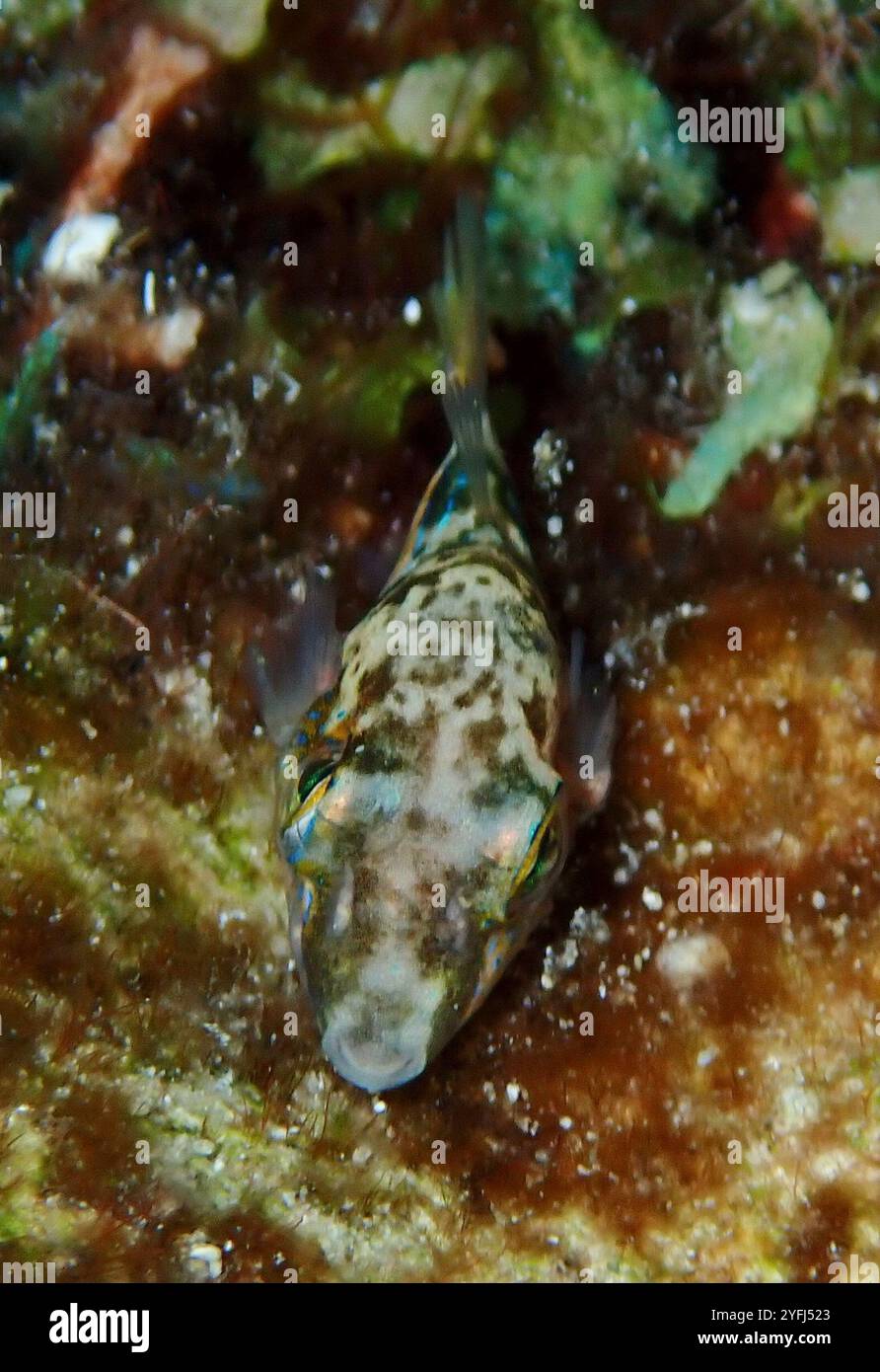 Caribbean Sharpnose Puffer (Canthigaster rostrata Stock Photo - Alamy