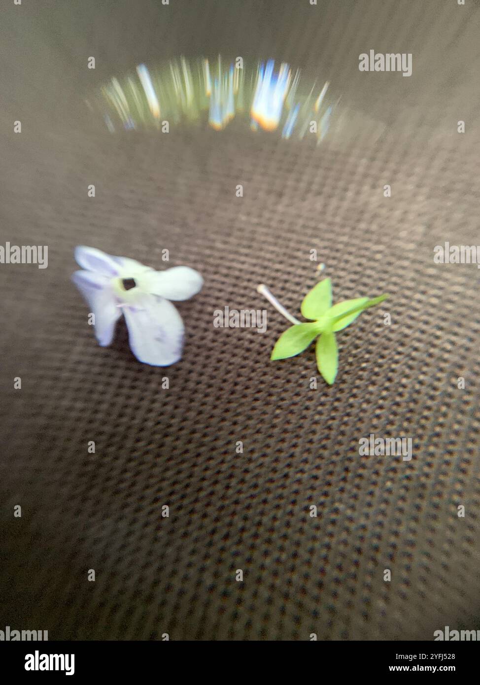 American brooklime (Veronica americana Stock Photo - Alamy