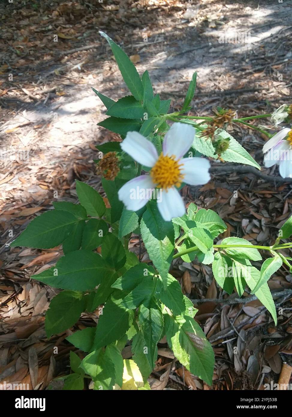 White beggarticks (Bidens alba Stock Photo - Alamy