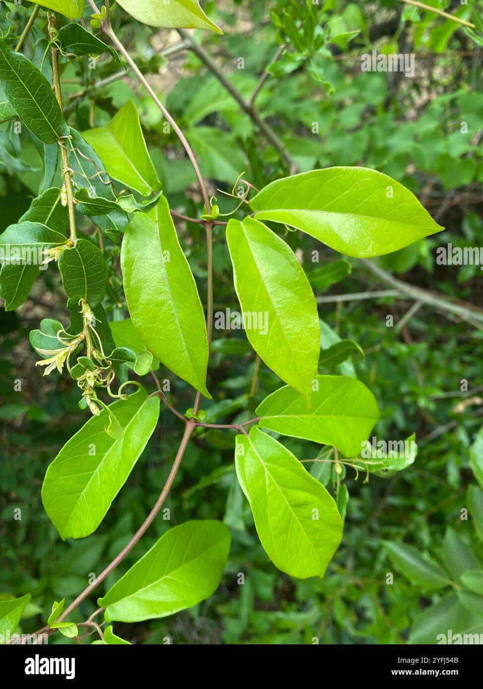 cross vine (Bignonia capreolata Stock Photo - Alamy