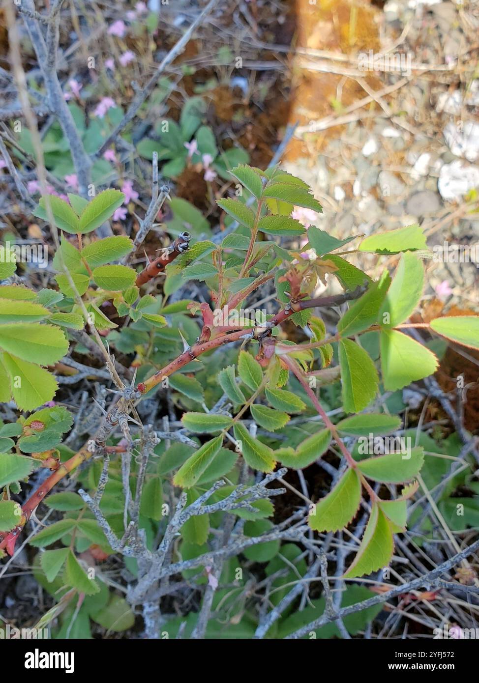 Nootka rose (Rosa nutkana Stock Photo - Alamy