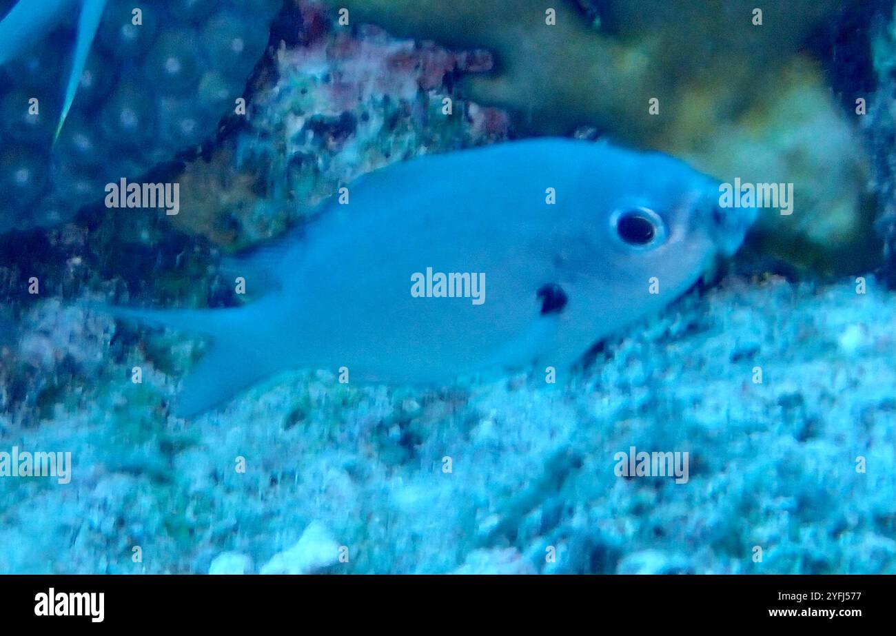 Brown Chromis (Azurina multilineata Stock Photo - Alamy