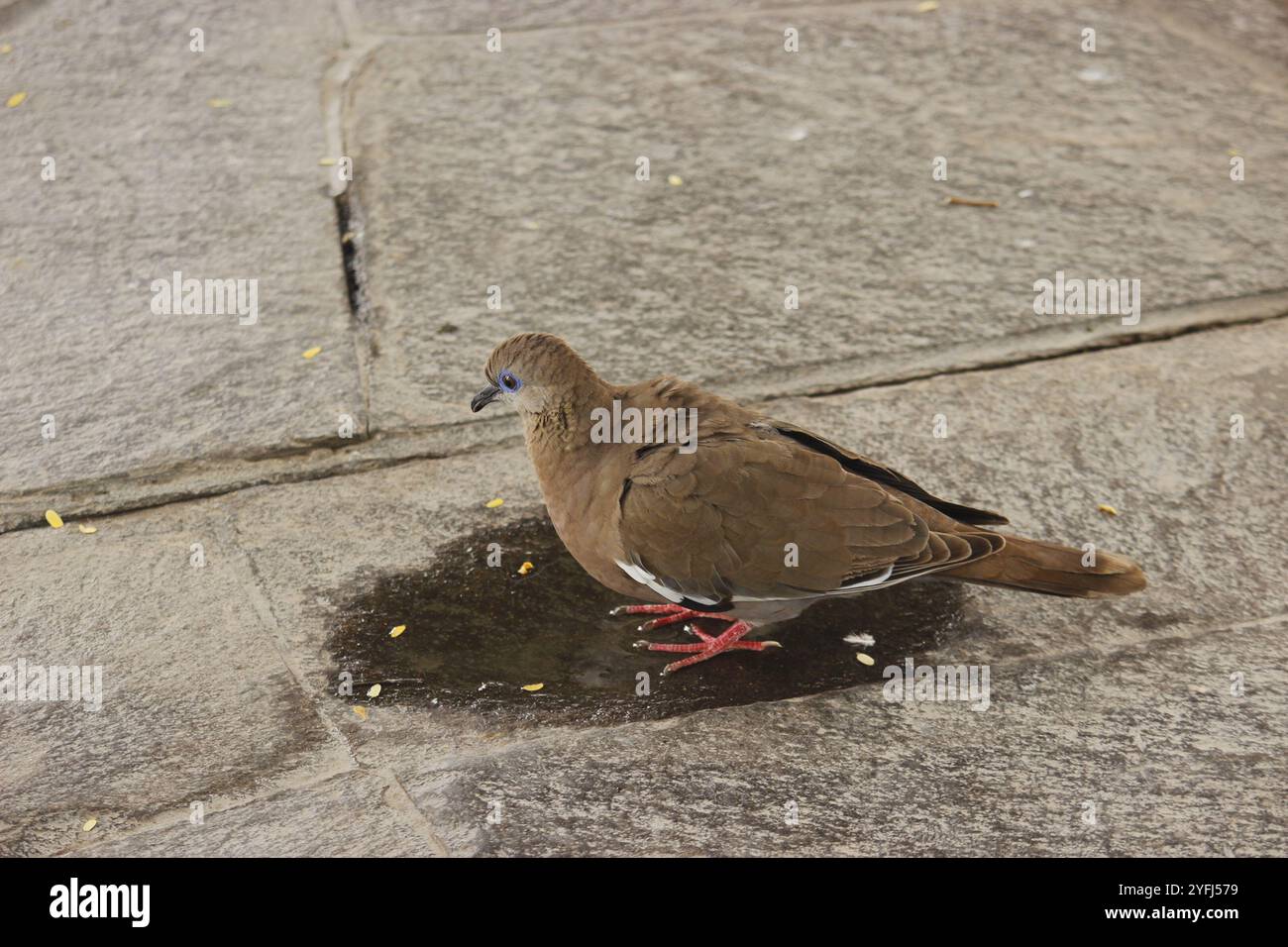 West Peruvian Dove (Zenaida meloda Stock Photo - Alamy