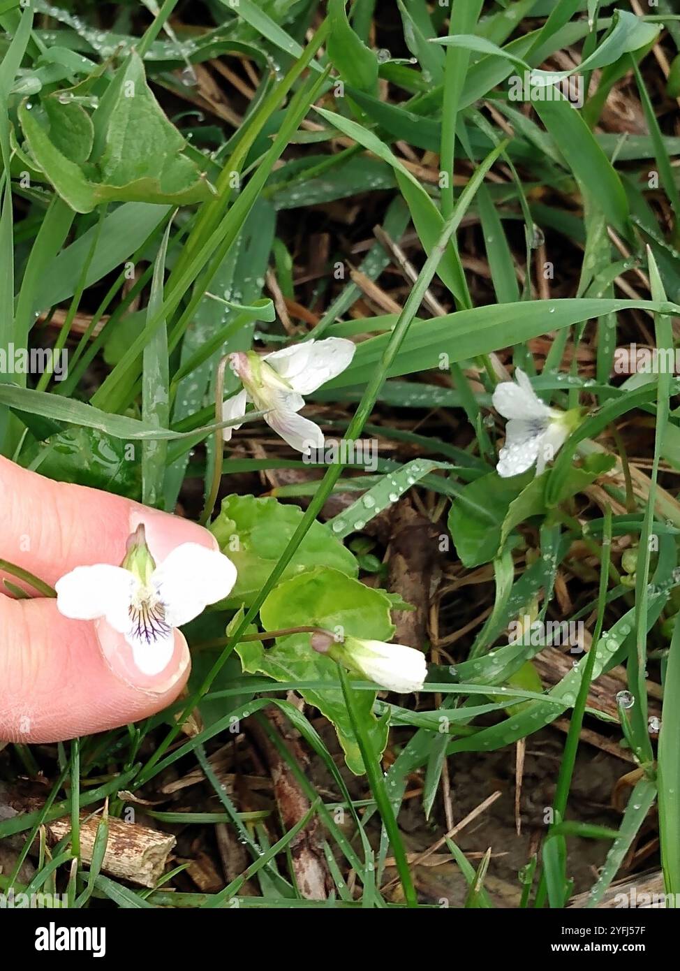 northern white violet (Viola minuscula Stock Photo - Alamy