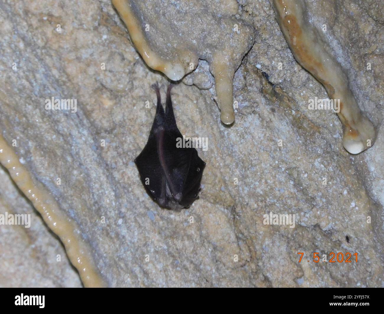 Lesser Horseshoe Bat (Rhinolophus hipposideros Stock Photo - Alamy