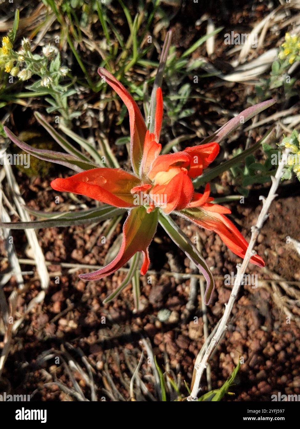 Wholeleaf Paintbrush (Castilleja integra Stock Photo - Alamy