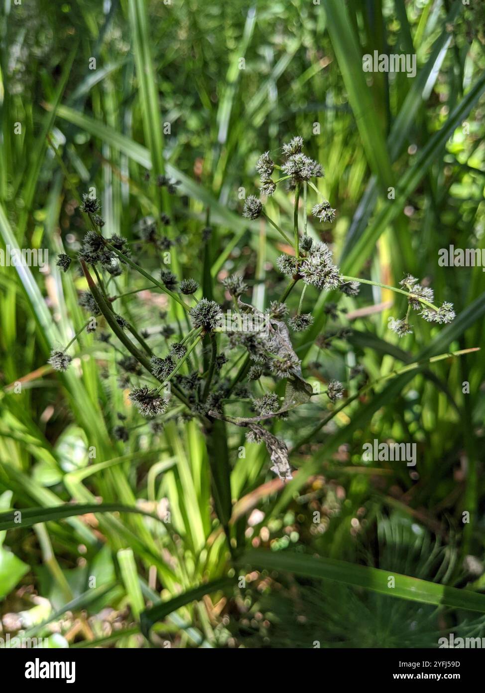 Panicled Bulrush (Scirpus microcarpus Stock Photo - Alamy