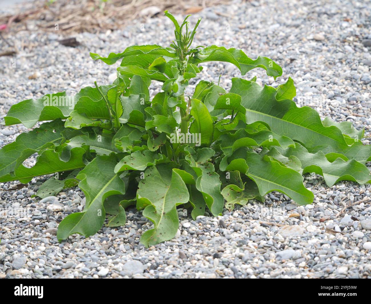 Japanese Dock (Rumex japonicus Stock Photo - Alamy