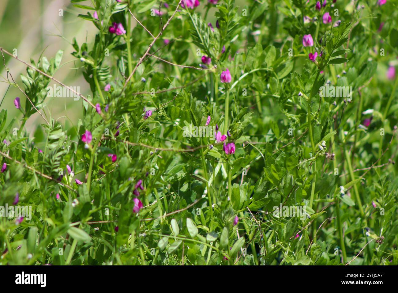 Common Vetch (Vicia sativa Stock Photo - Alamy