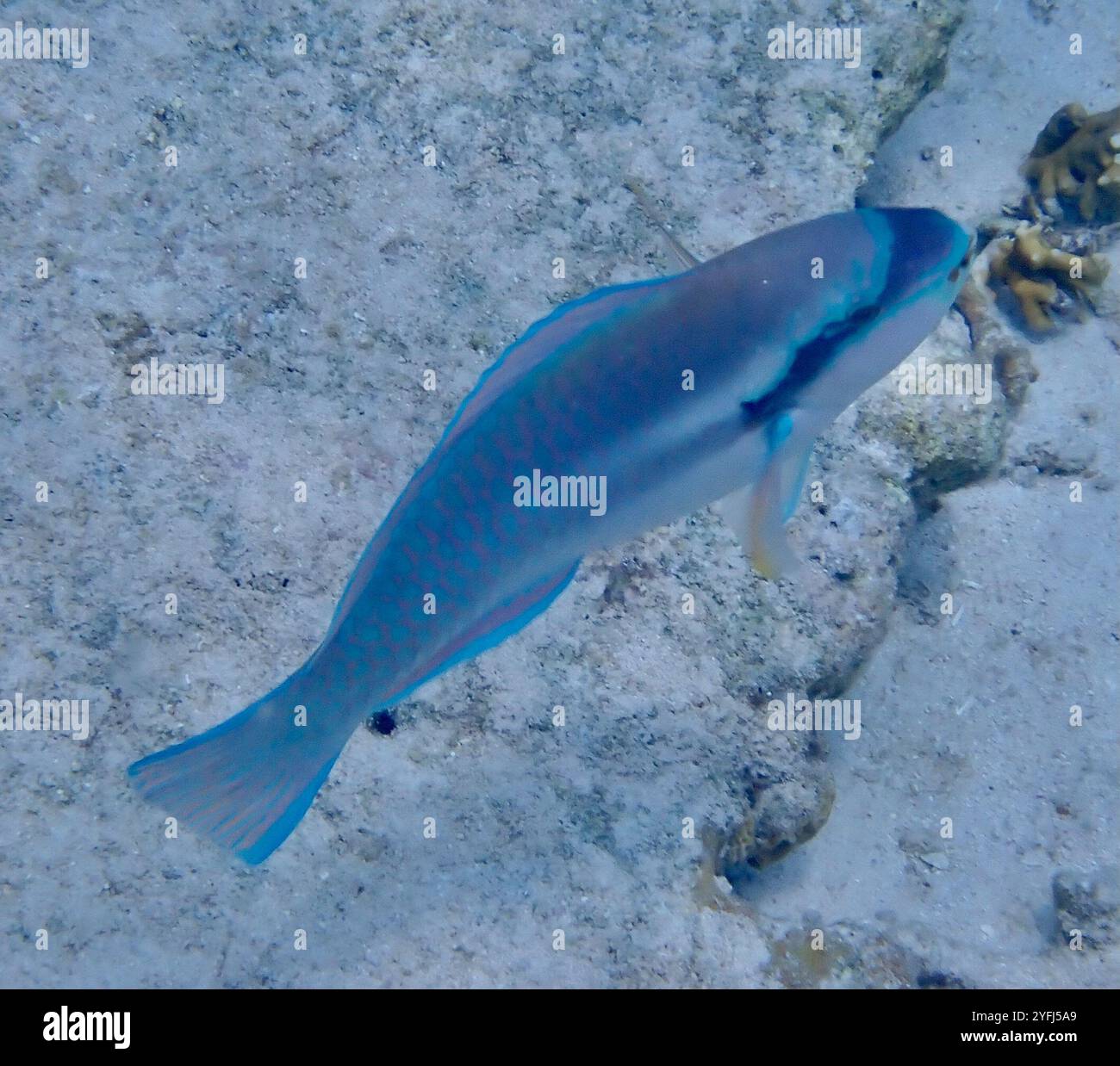 Striped Parrotfish (Scarus iseri Stock Photo - Alamy