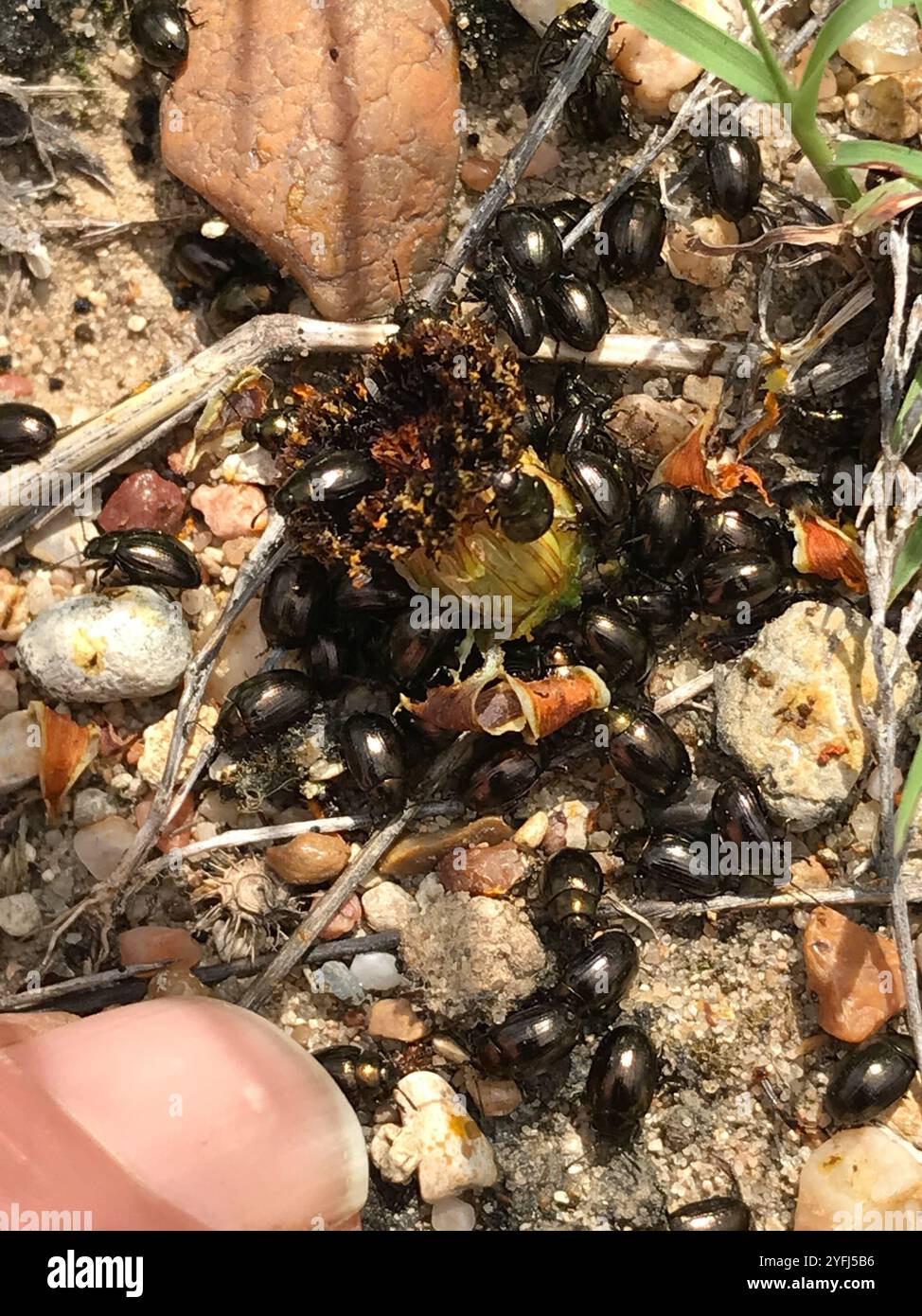 Phaedon hi-res stock photography and images - Alamy