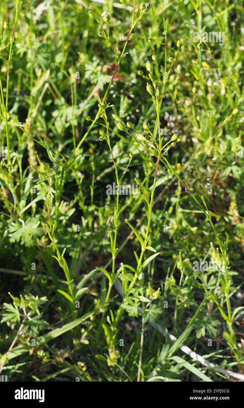 sleepy catchfly (Silene antirrhina Stock Photo - Alamy