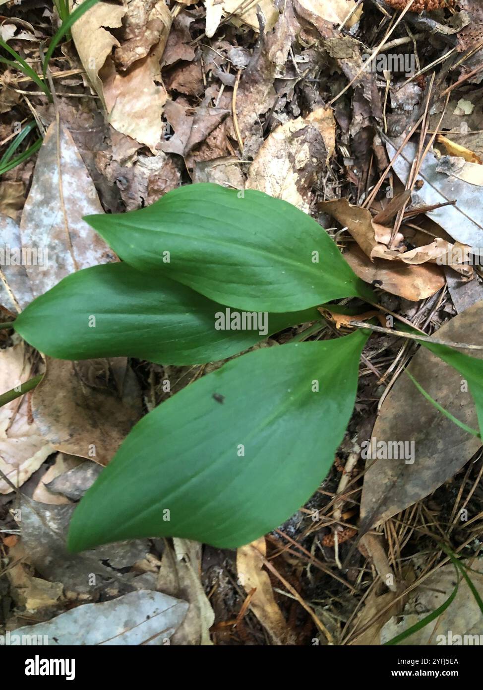 devil's bit (Chamaelirium luteum Stock Photo - Alamy