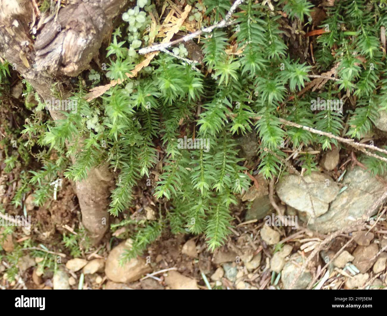 Contortum hi-res stock photography and images - Alamy