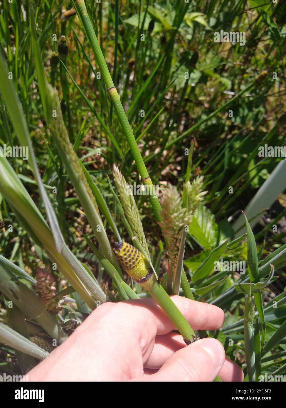 rough horsetail (Equisetum hyemale Stock Photo - Alamy