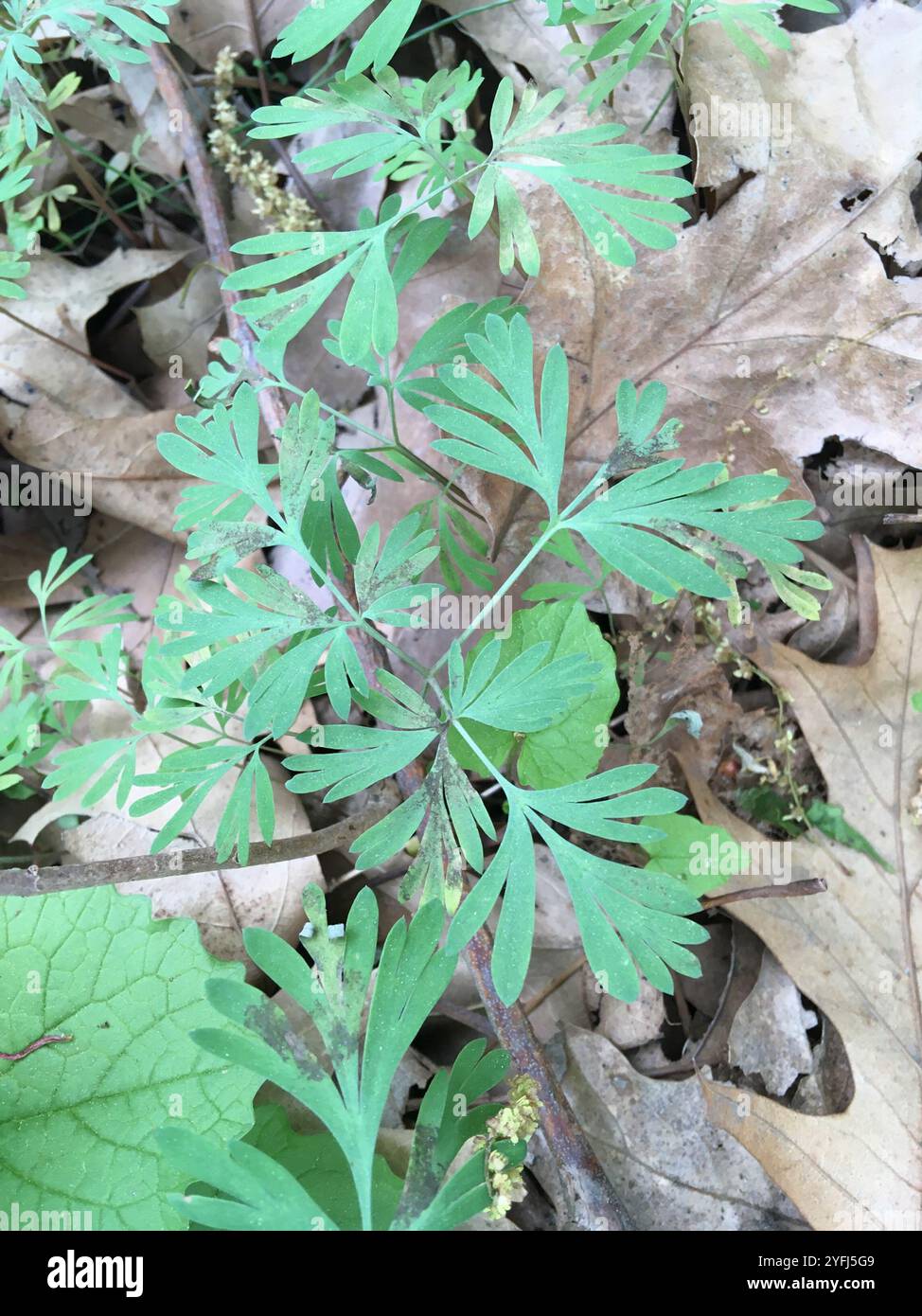Dutchman's breeches (Dicentra cucullaria Stock Photo - Alamy