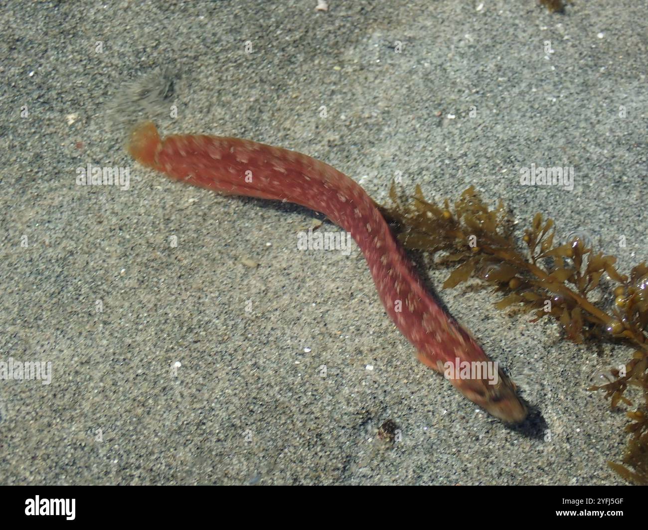 High Cockscomb (Anoplarchus purpurescens Stock Photo - Alamy