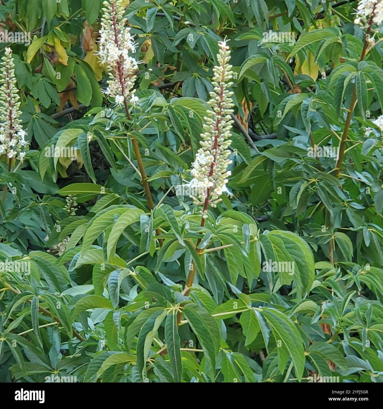 California buckeye (Aesculus californica Stock Photo - Alamy