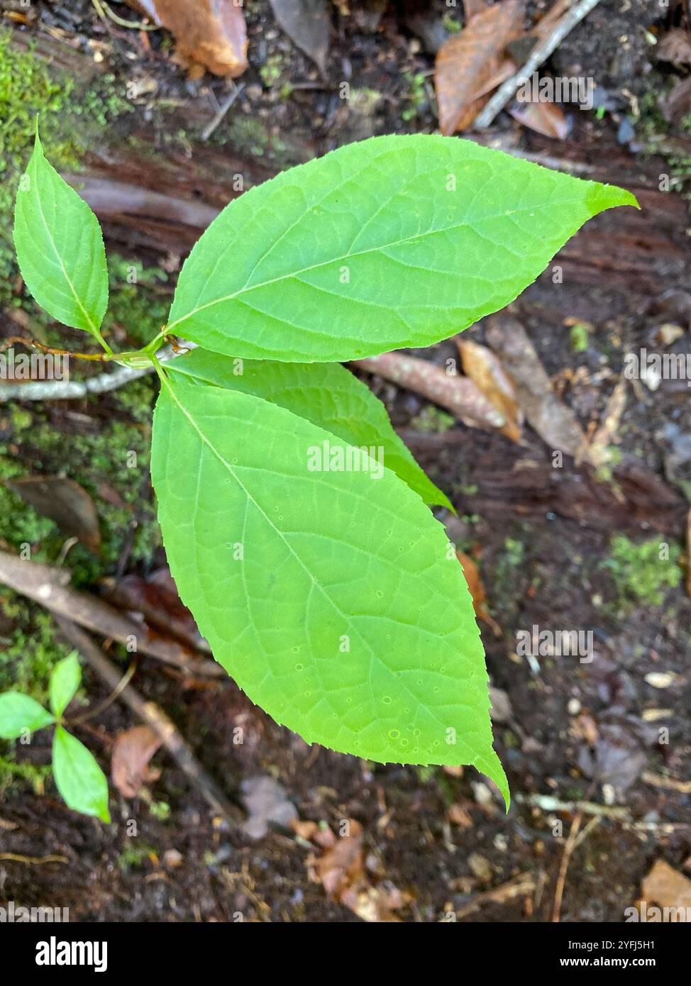 mountain silverbell (Halesia tetraptera Stock Photo - Alamy