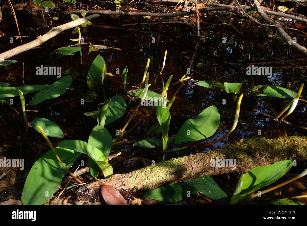 Orontium golden club hi-res stock photography and images - Alamy