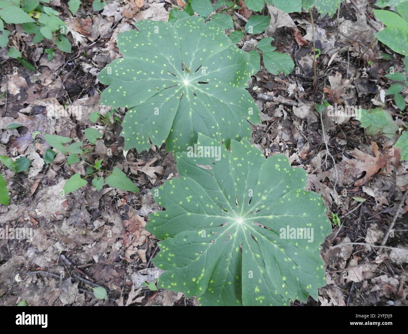 Mayapple Rust (Allodus podophylli Stock Photo - Alamy