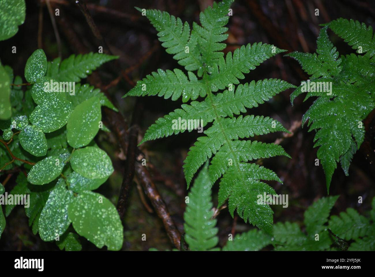 long beech fern (Phegopteris connectilis Stock Photo - Alamy