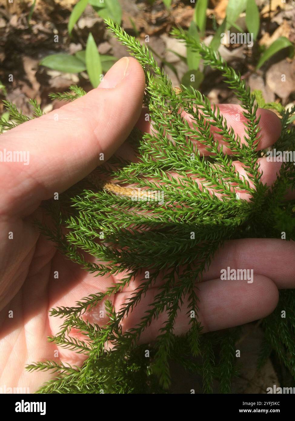 Hickey's tree-clubmoss (Dendrolycopodium hickeyi Stock Photo - Alamy
