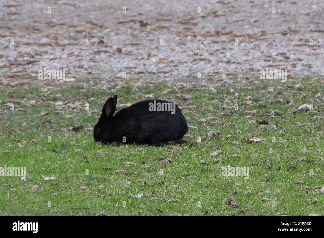 Domestic Rabbit (Oryctolagus cuniculus domesticus Stock Photo - Alamy