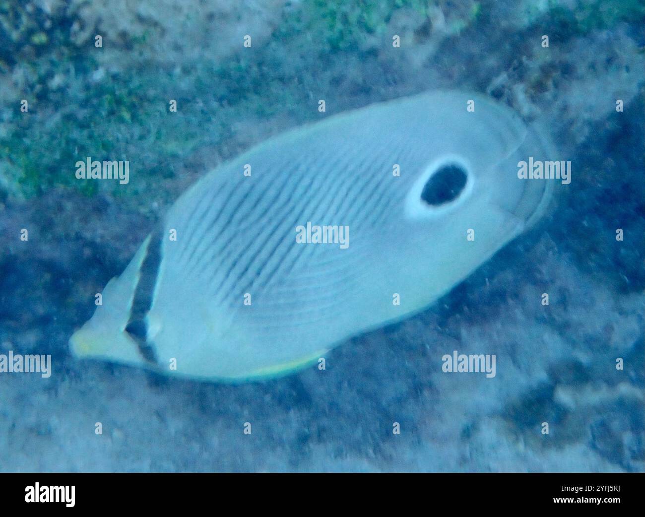 Four-eyed Butterflyfish (Chaetodon capistratus Stock Photo - Alamy