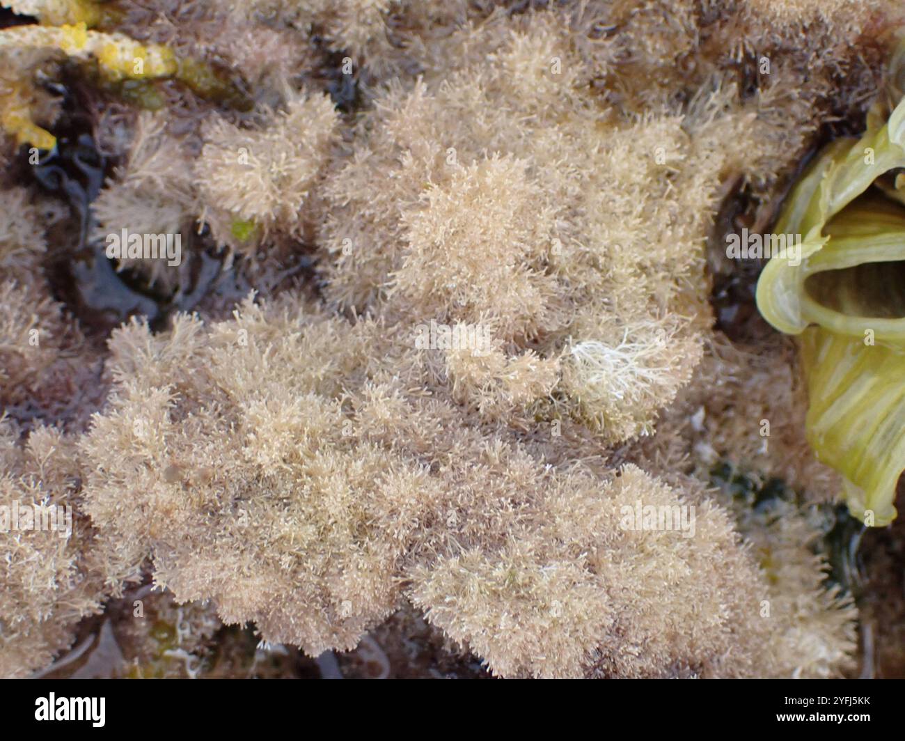 Red Coralline Algae (Jania Stock Photo - Alamy
