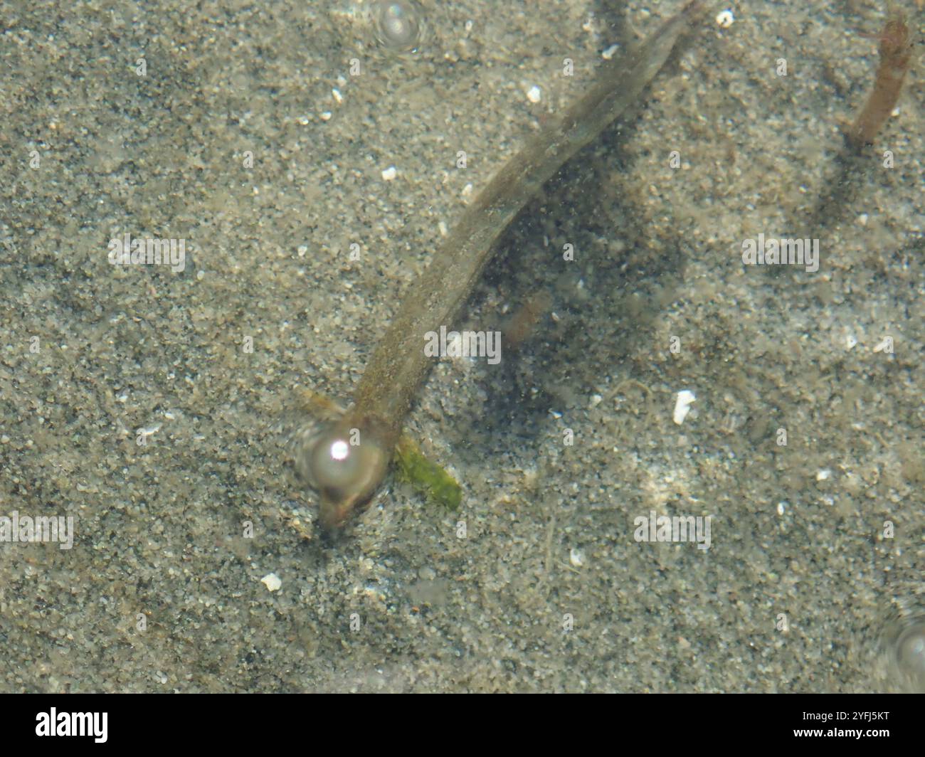 High Cockscomb (Anoplarchus purpurescens Stock Photo - Alamy