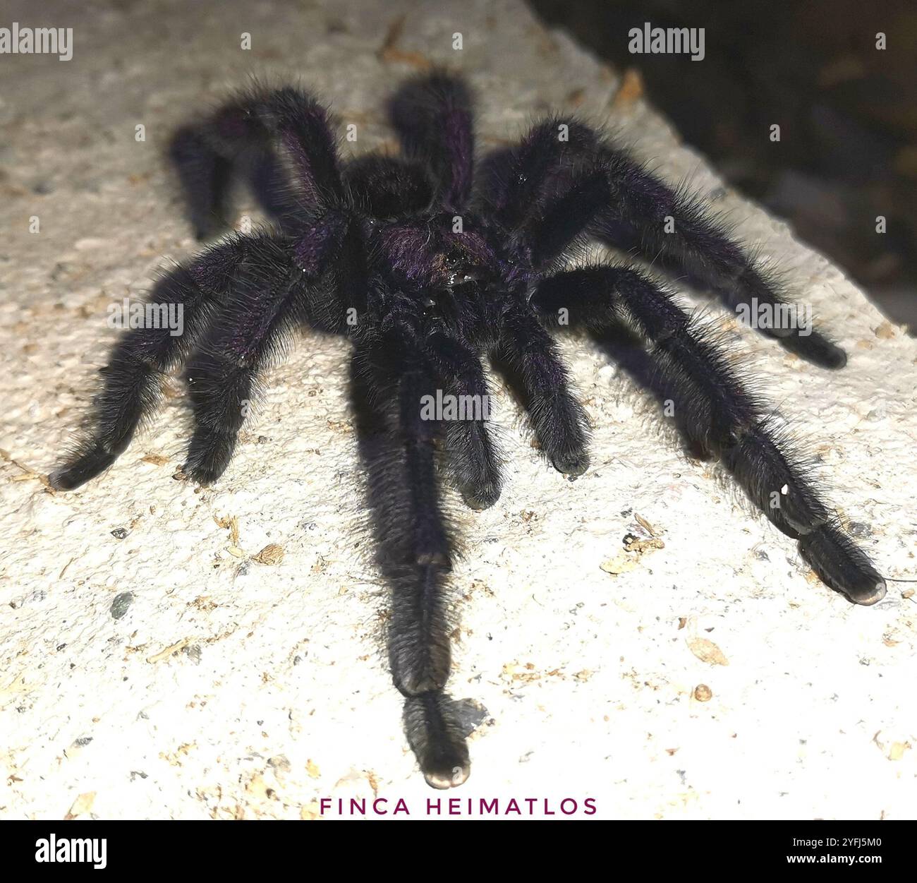 Purple Pinktoe Tarantula (Avicularia purpurea Stock Photo - Alamy