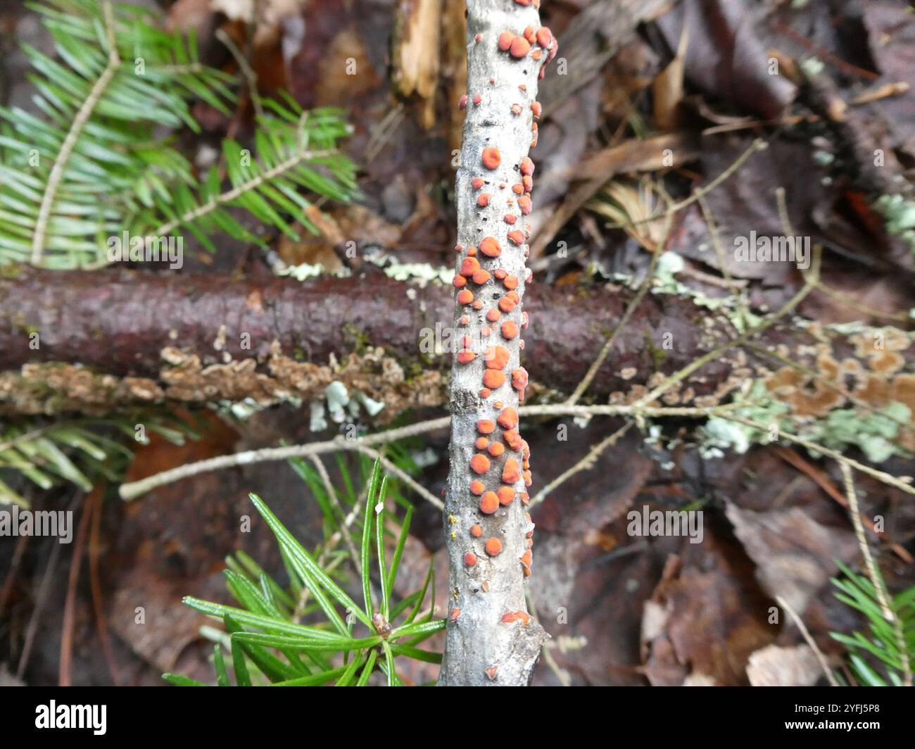 Beech Woodwart (Hypoxylon fragiforme Stock Photo - Alamy