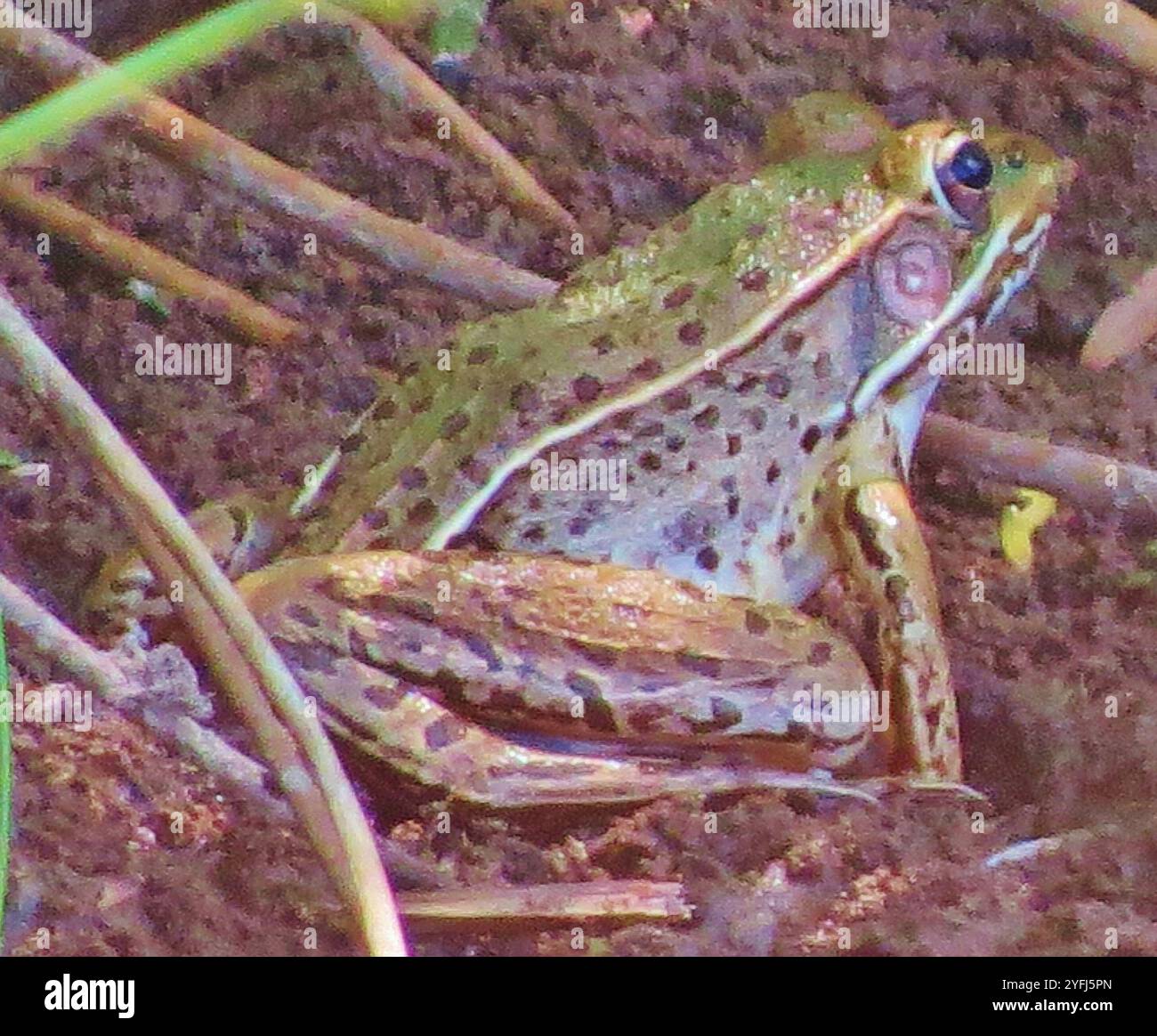 Southern Leopard Frog (Lithobates sphenocephalus Stock Photo - Alamy