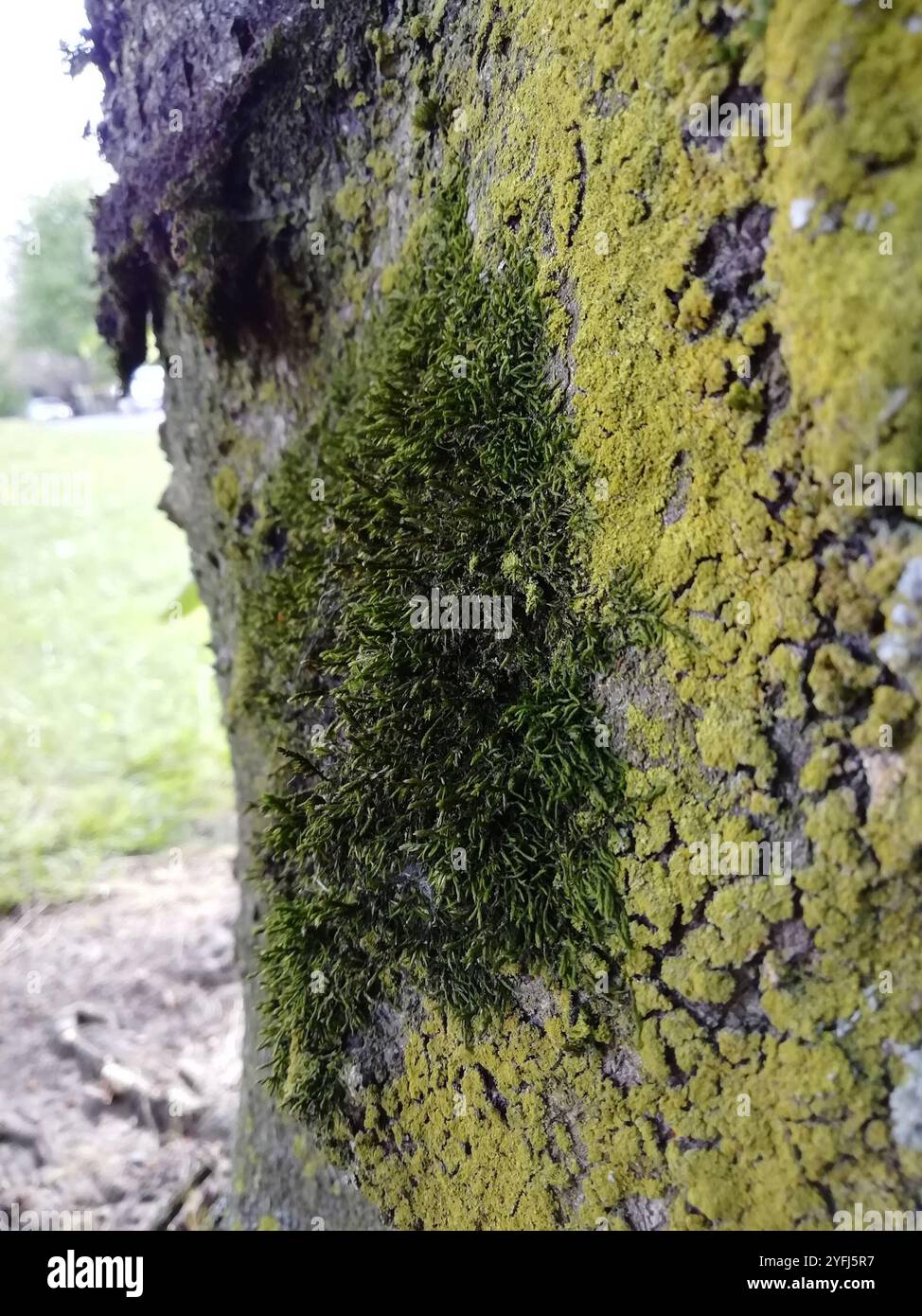 Lateral Cryphaea (Cryphaea heteromalla Stock Photo - Alamy