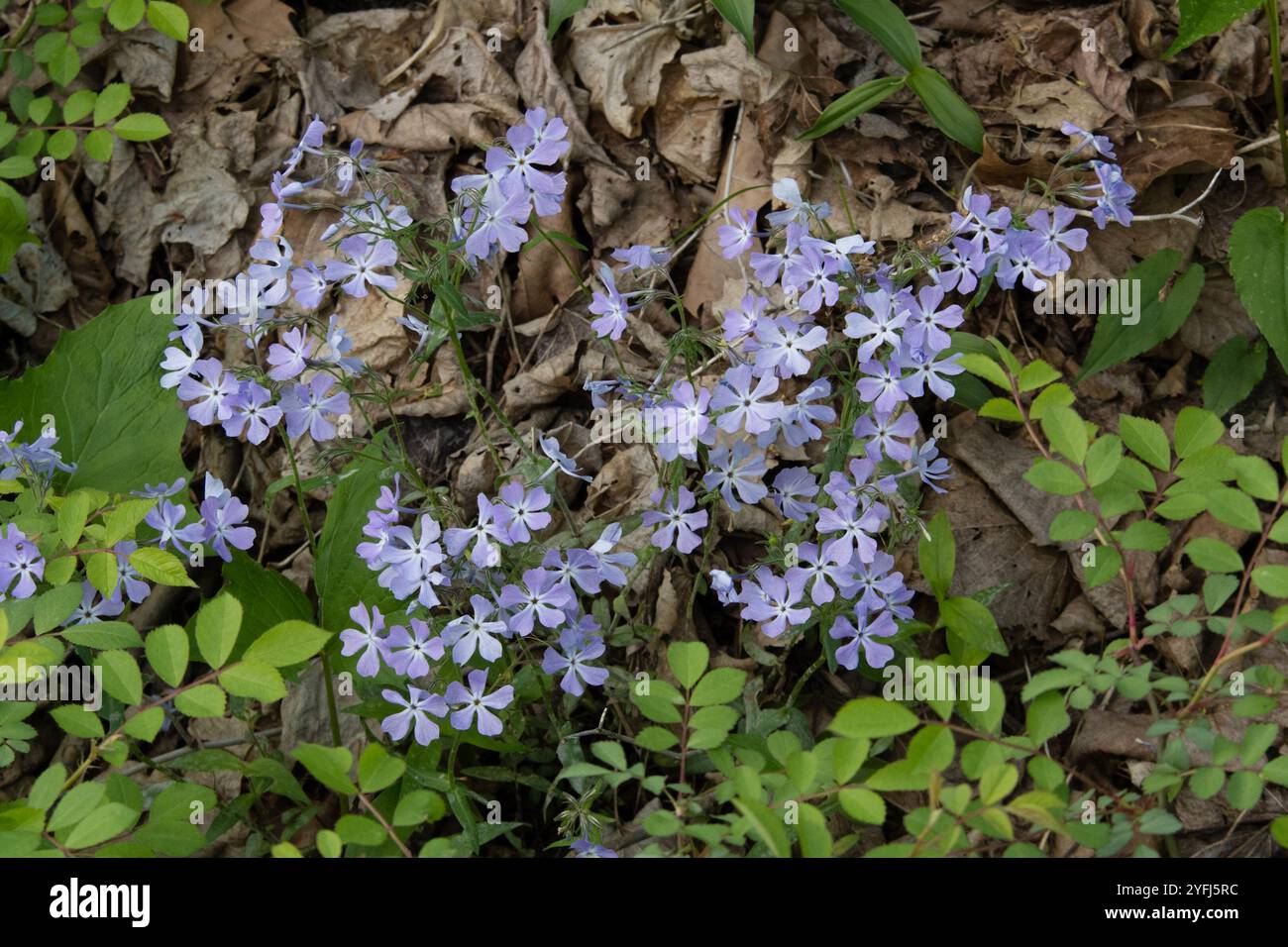 wild blue phlox (Phlox divaricata divaricata Stock Photo - Alamy