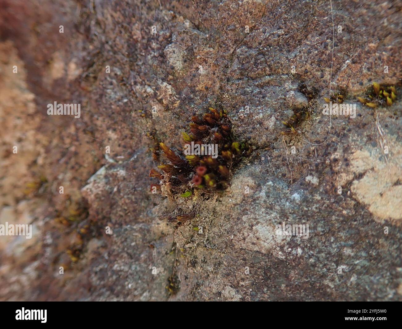 Papillose Bloom Moss (Schistidium papillosum Stock Photo - Alamy