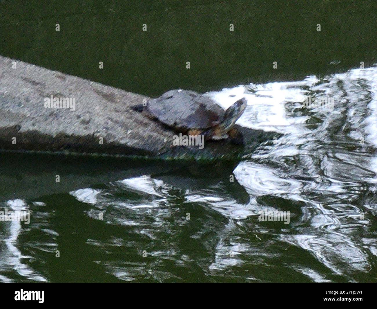 Western Pond Turtle (Actinemys marmorata Stock Photo - Alamy