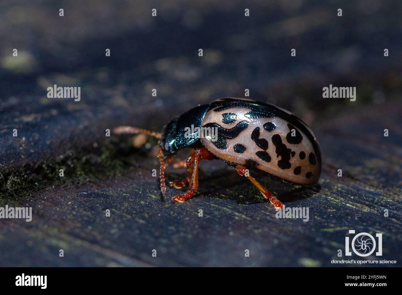 Confluent Leaf Beetle (Calligrapha confluens Stock Photo - Alamy