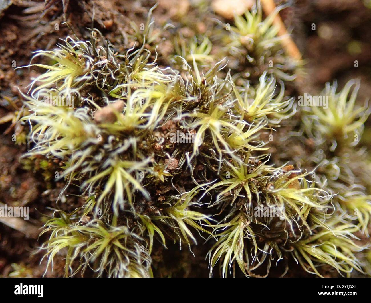 Woolly Fringe-moss (Racomitrium lanuginosum Stock Photo - Alamy