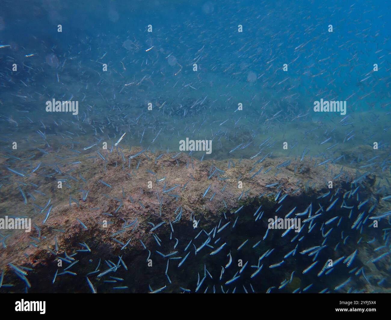 Ray-finned Fishes (Actinopterygii Stock Photo - Alamy
