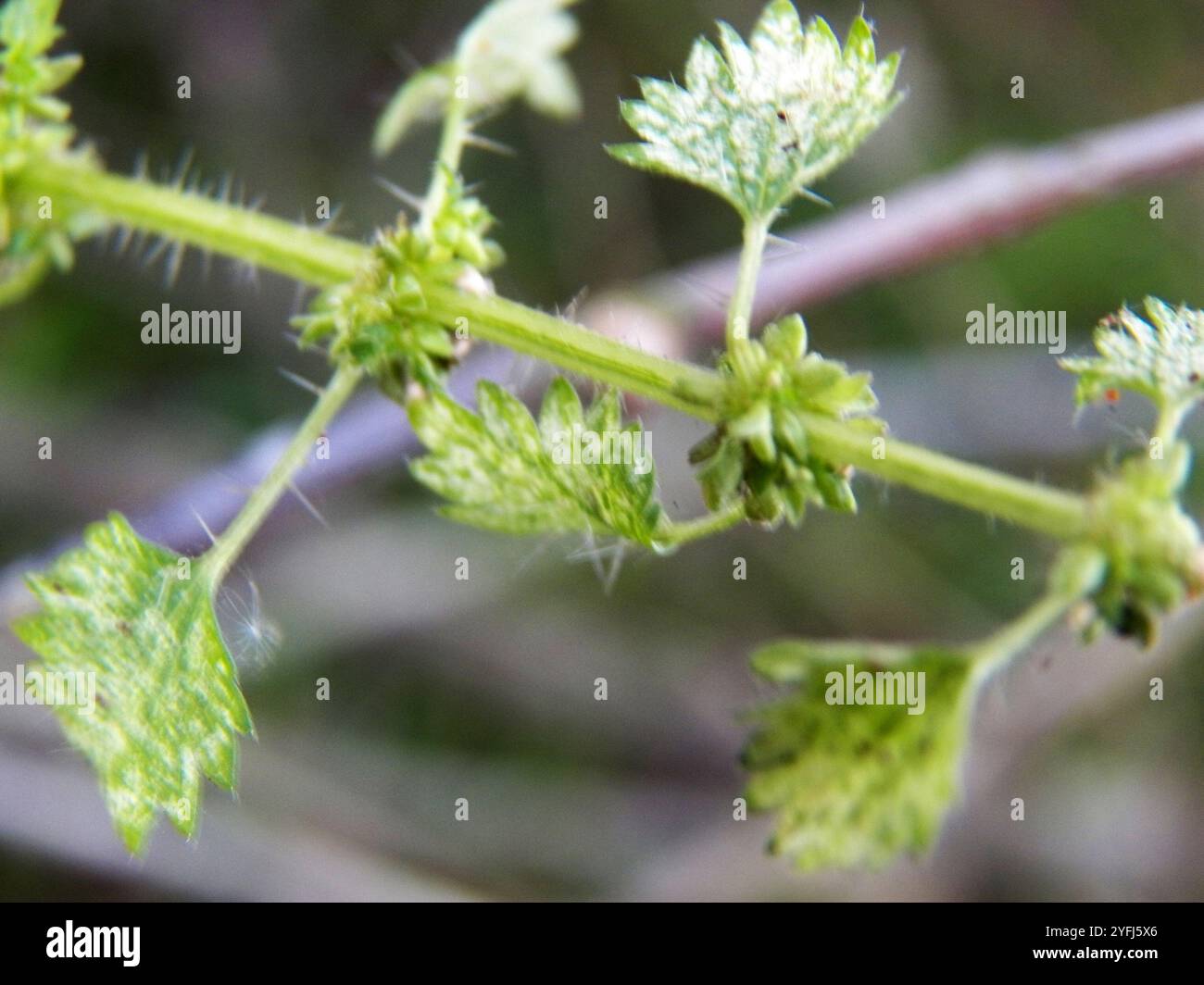 heartleaf nettle (Urtica chamaedryoides Stock Photo - Alamy