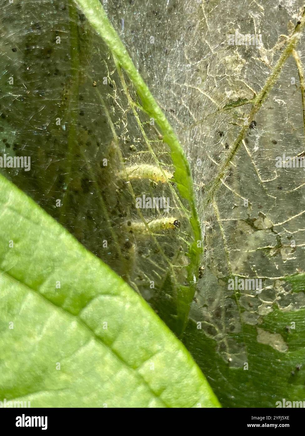 Fall Webworm Moth (Hyphantria cunea Stock Photo - Alamy