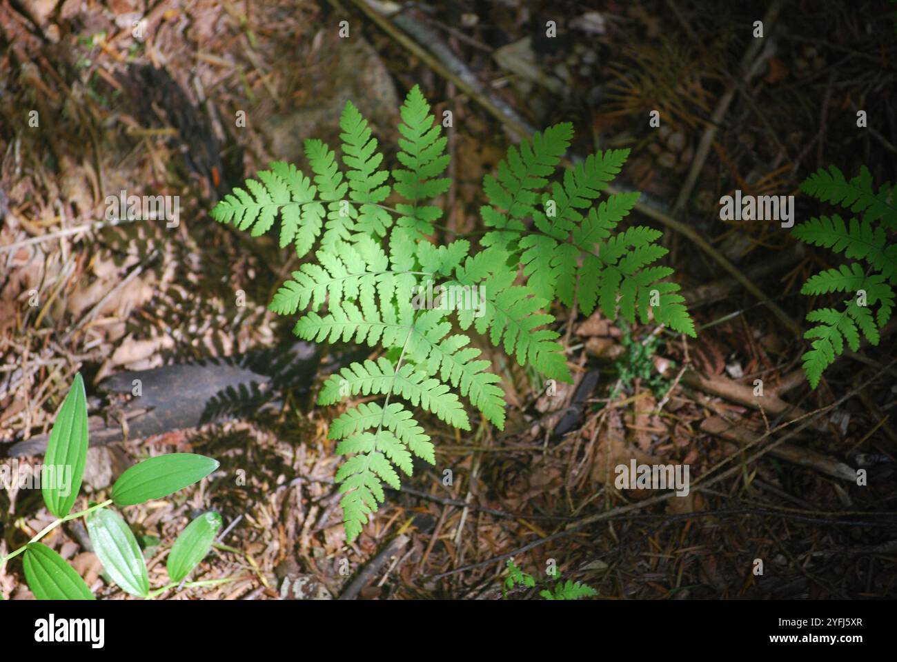 oak ferns (Gymnocarpium Stock Photo - Alamy