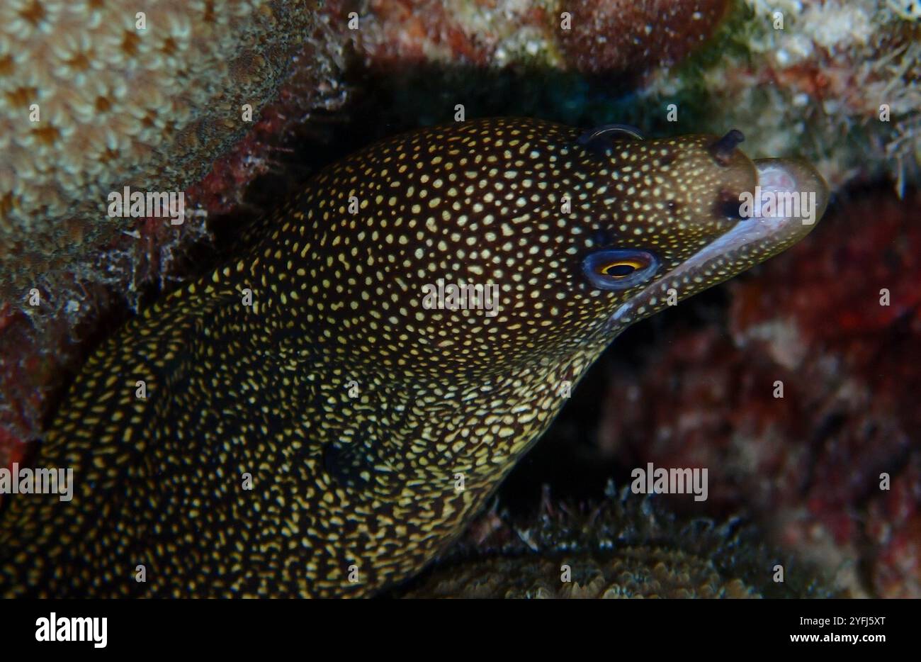 Goldentail Moray (Gymnothorax miliaris Stock Photo - Alamy