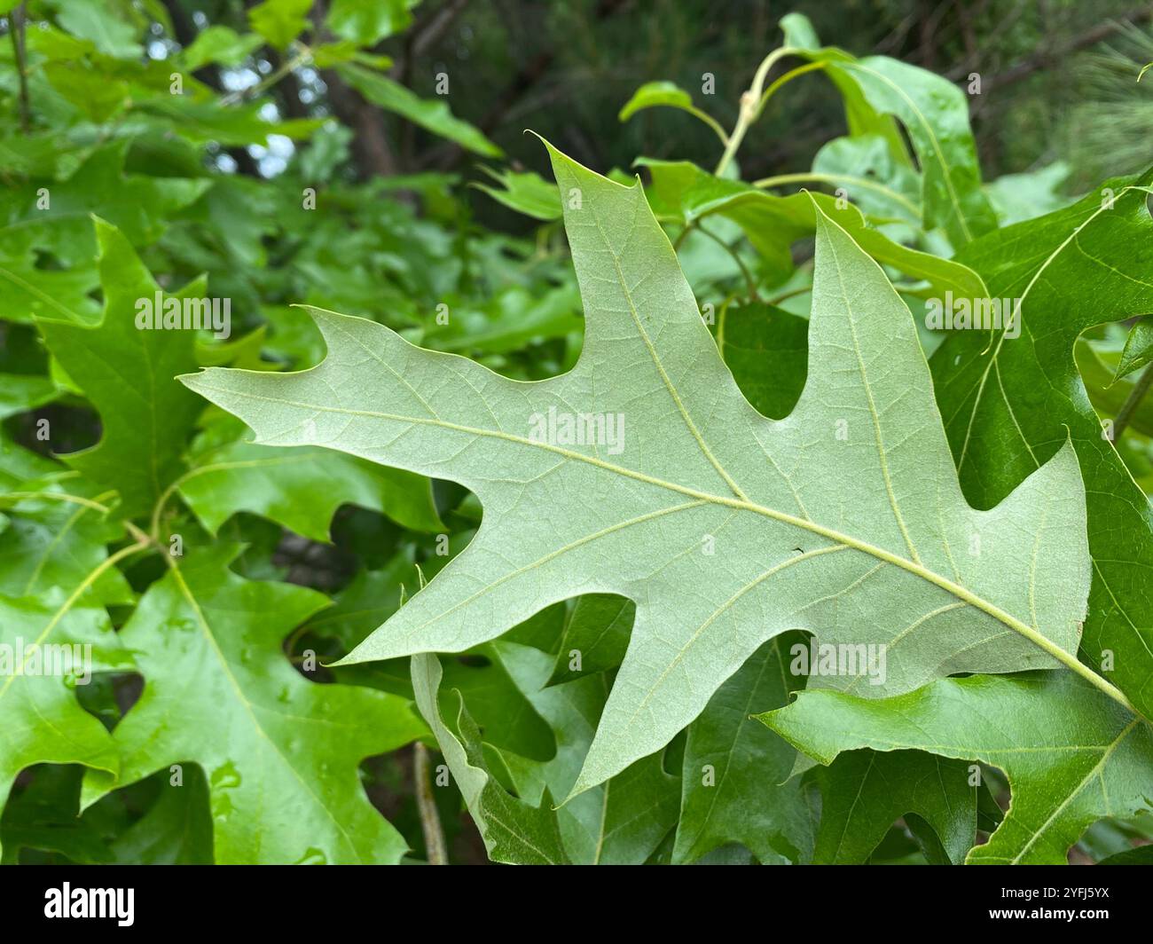 cherrybark oak (Quercus pagoda Stock Photo - Alamy