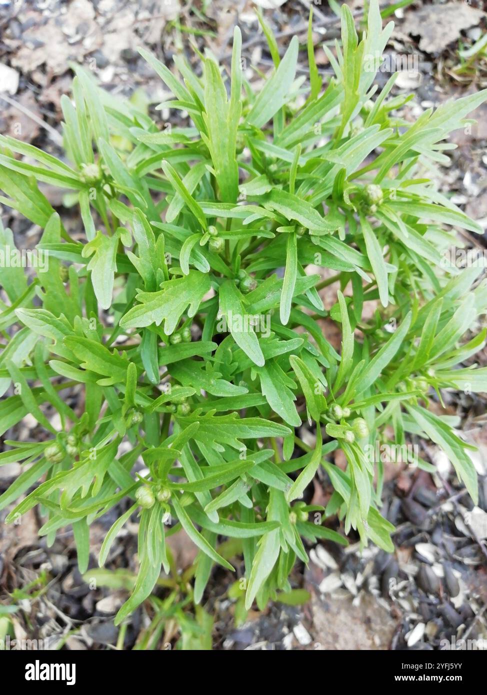 One-leaf buttercup (Ranunculus monophyllus Stock Photo - Alamy
