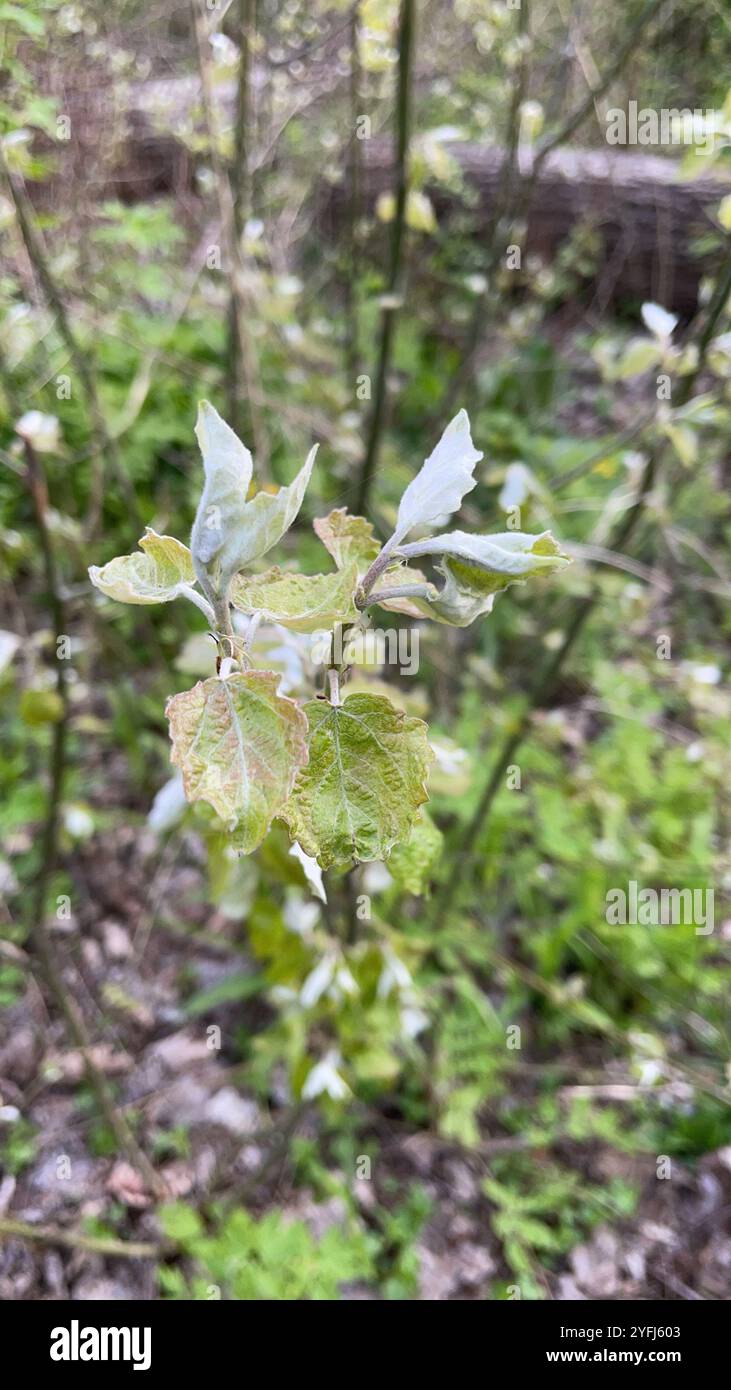 white poplar (Populus alba Stock Photo - Alamy